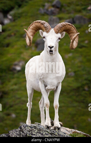 A full-curl Dall ram stands on a rock outcrop facing forward, Denali ...