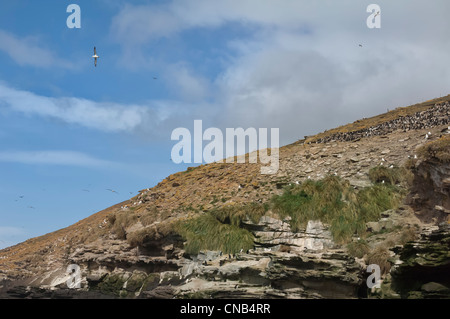 Saunders Island coastline, Malvinas, Falkland Islands, South America ...