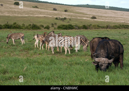 Bull elephant & herd of Burchell's Zebra, Etosha National Park, Namibia ...
