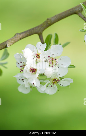 Spring white blossom of pear tree, fruit orchards in Betuwe ...