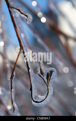 Tree branches covered with shiny ice and icicles on blue bokeh ...