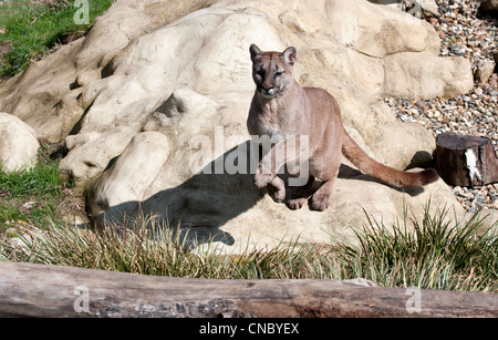 Puma jumping over a log Stock Photo - Alamy