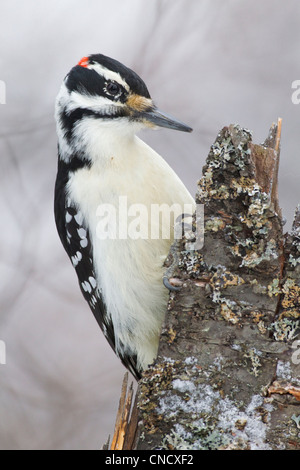 Male hairy woodpecker perched on a backyard wooden fence on a summer ...