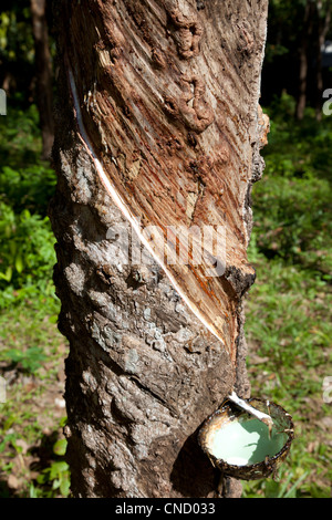 The bark of a rubber tree (Hevea brasiliensis) is cut so that its white ...