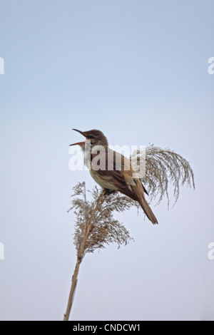 Great Reed Warbler singing and perching on reeds Stock Photo - Alamy