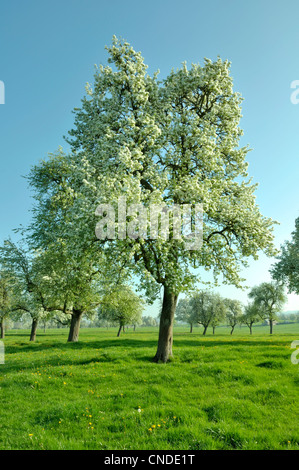 Blossom trees in Normandy, France Stock Photo - Alamy