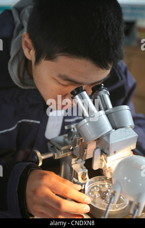 Marine Biology students using microscopes Stock Photo - Alamy