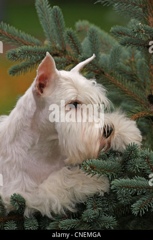 Scotch terrier puppy in a Scottish beret with Christmas lights and a ...