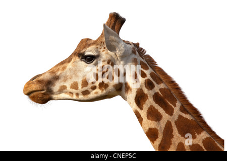 Close up profile shot of a giraffe in South Africa Stock Photo - Alamy