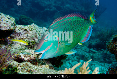 Stoplight parrotfish (Sparisoma viride) feeding off the coral reef in ...