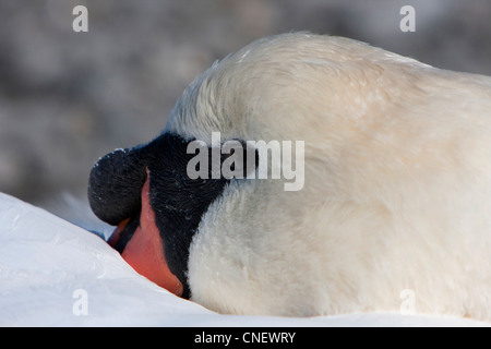 Head shot of a mute swan (cygnus olor Stock Photo - Alamy