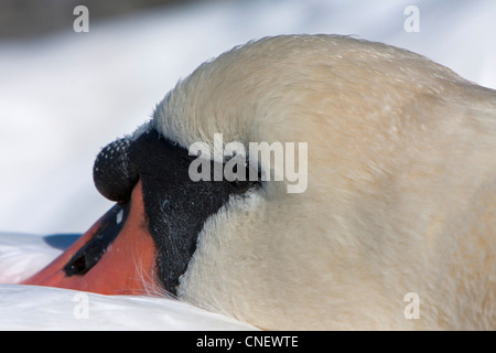 Head shot of a mute swan (cygnus olor Stock Photo - Alamy