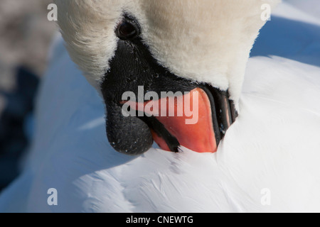 Head shot of a mute swan (cygnus olor Stock Photo - Alamy