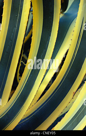 Close-up photograph of Agave americana, commonly known as the century ...