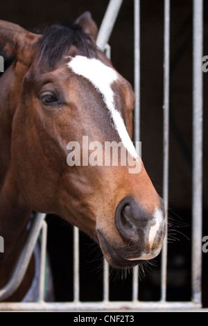 Mark Johnston Racing Stables, Middleham in the North Yorkshire Dales ...