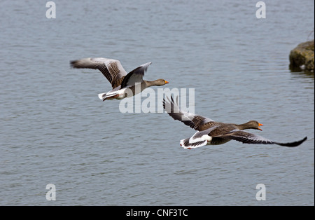 Two Greylag Geese in Flight Stock Photo - Alamy