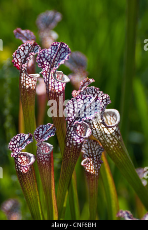 White pitcher plant (Sarracenia leucophylla), North America Stock Photo ...
