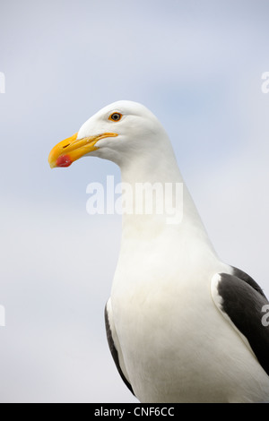 Close up portrait of a Sea gull standing on the stone in Italy on Capri ...
