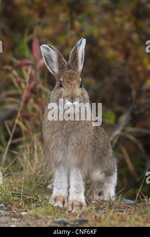 Snowshoe hare, Lepus americanus, near McCurdy Park, Lost Creek ...