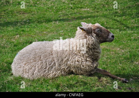 Sheep in field, Stanwell, Surrey, England, United Kingdom Stock Photo ...