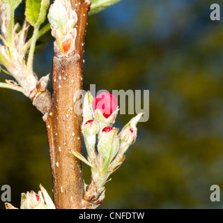 Red bud Tree Blossoms with blurred background Stock Photo - Alamy