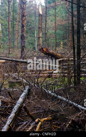 Fallen trees in the forest after a storm. National park Stock Photo - Alamy