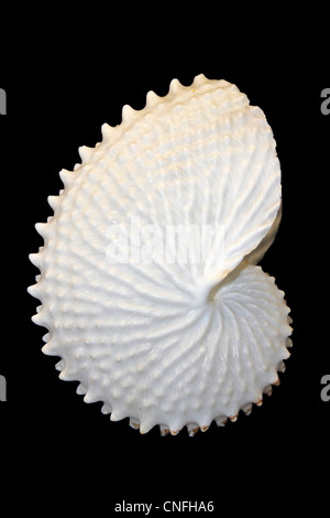 Greater argonaut octopus, Argonauta argo. Lithograph from Carl Hoffmann ...