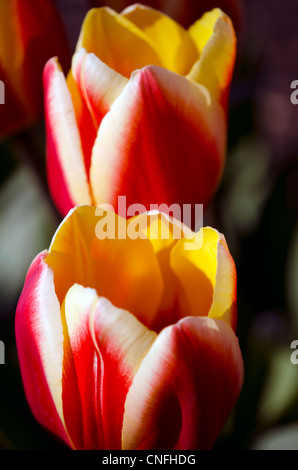 two pink and purple tulips in a vase on magenta background, spring ...