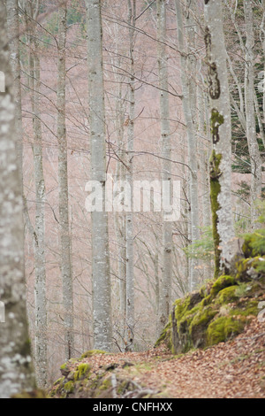 Stems of beech trees rise colored white by lichen and wind and weather ...