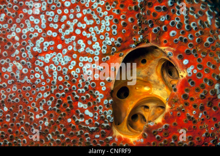 Red Boring Sponge (Cliona delitrix), outflow, Saint Lucia, St. Lucia ...