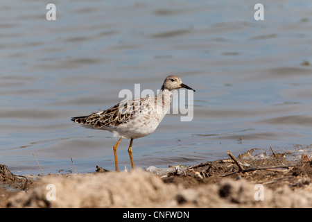 ruff (Philomachus pugnax), female on shore, Germany, Schleswig-Holstein ...