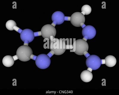 Adenine, Molecular model of the purine nucleobase adenine (C5.H5.N5 ...
