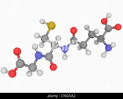 Glutathione antioxidant, molecular model. Atoms are represented as ...