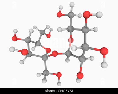 Sucrose. Molecular model of the organic compound sucrose (C12.H22.O11 ...