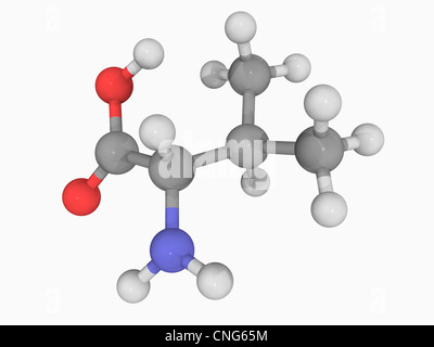 Structure of amino acid valine molecule represented with molecular ...