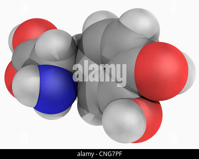 L-DOPA (levodopa) Parkinson's disease drug molecule. Stylized skeletal ...
