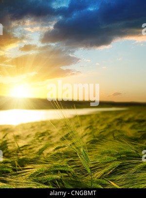 Red glow of the sunset over barley field with trees in silhouette ...