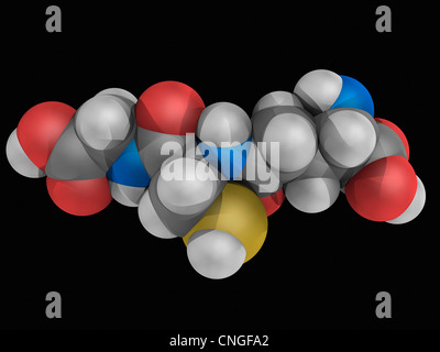 Glutathione antioxidant, molecular model. Atoms are represented as ...