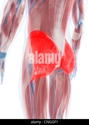 LOWER LIMB MUSCLE, DRAWING Stock Photo - Alamy