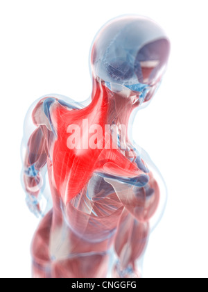Human trapezius muscles computer artwork Stock Photo - Alamy