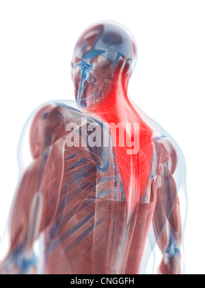 Human trapezius muscles computer artwork Stock Photo - Alamy