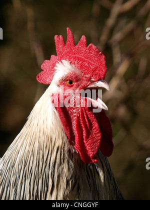 Rooster Cockerel Crowing Head Stock Photo - Alamy