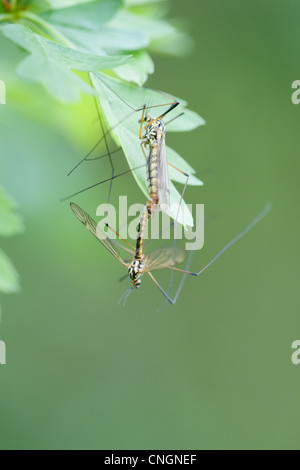 Spotted crane fly (Nephrotoma appendiculata) female in side view Stock ...