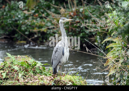 GREY HERON ON THE RIVER TEST AT MOTTISFONT, HAMPSHIRE. PIC MIKE WALKER ...