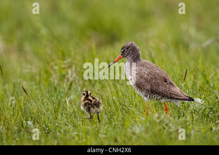 Redshank with a chick against a background of machair Stock Photo - Alamy
