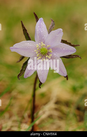 Three-leaved Wood Anemone (Anemone trifolia Stock Photo - Alamy