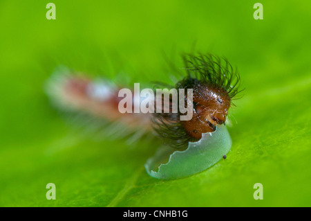 A newly hatched Blue Morpho larva eating its eggshell Stock Photo - Alamy