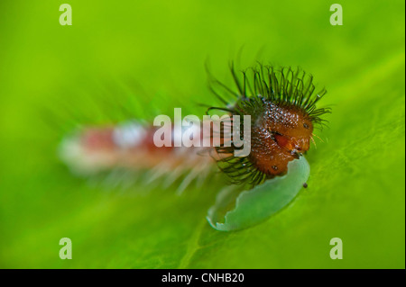 A newly hatched Blue Morpho larva eating its eggshell Stock Photo - Alamy