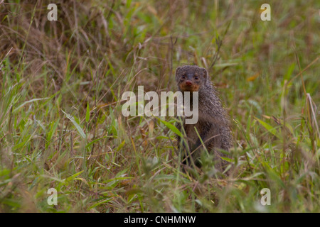 Marsh mongoose (Atilax paludinosus). The marsh or water mongoose lives ...