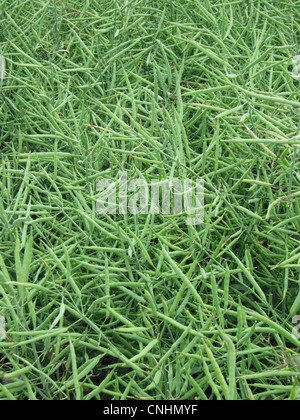 Abundance of raw green beans Stock Photo - Alamy